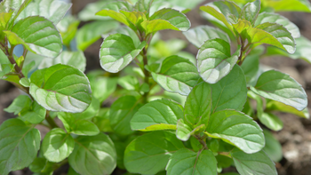 Chocolate Mint: How to Grow, Care for, and Enjoy this Delicious Mint ...
